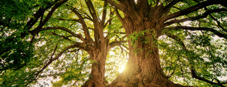 Celebrate Tu B’Shevat: The Birthday of the Trees - Jewish Connection ...